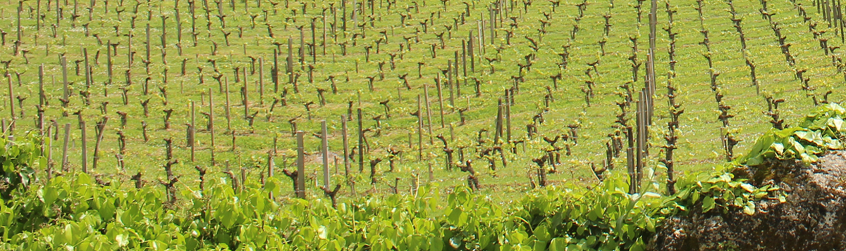 Right Bank First Growths: Four Saint Émilion Stars to Target | Cult Wines