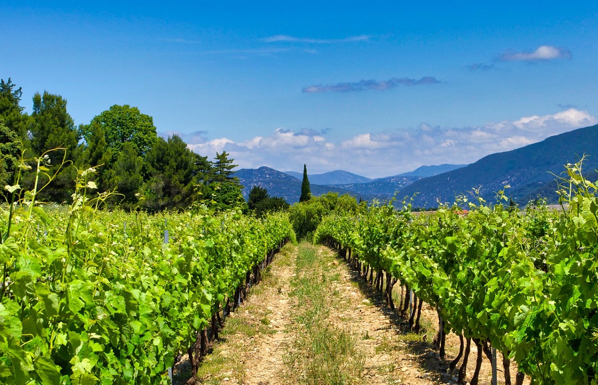 What are the Rhone Valley’s best vintage years? | Cult Wines