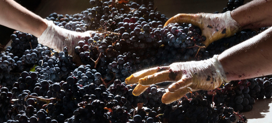 Optimism Amidst Climate Challenges | Cult Insider | Edition 01