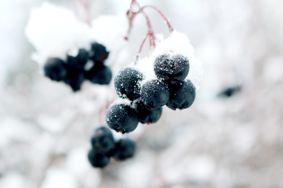 The complete guide to icewine | Cult Wines United States
