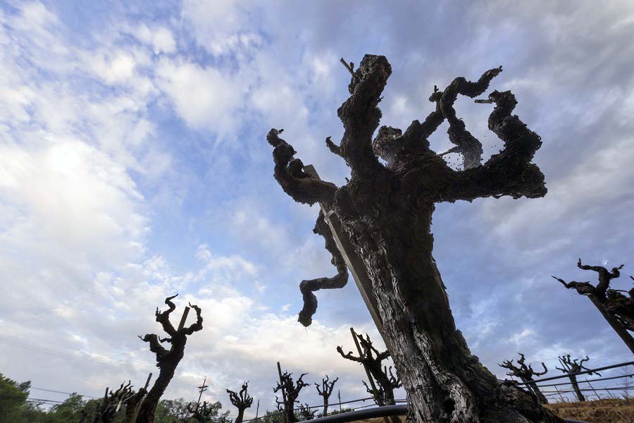 What’s so special about old vines? | Cult Wines