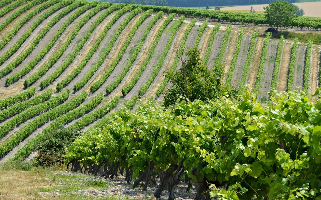 Growing your portfolio with Grower Champagne | Cult Wines