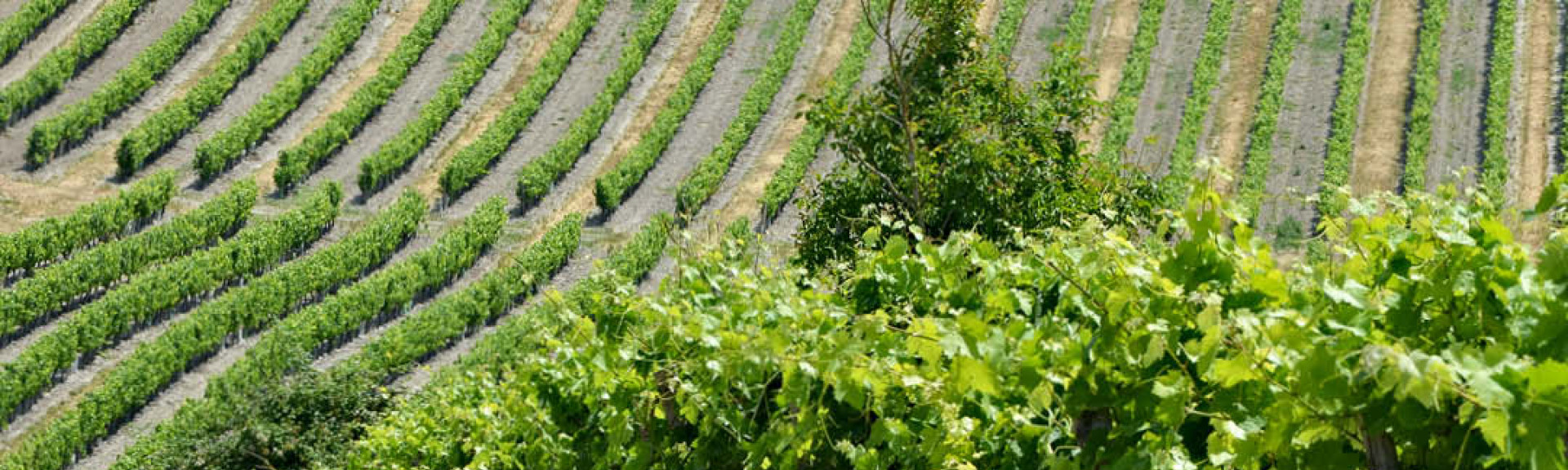 Growing your portfolio with Grower Champagne | Cult Wines