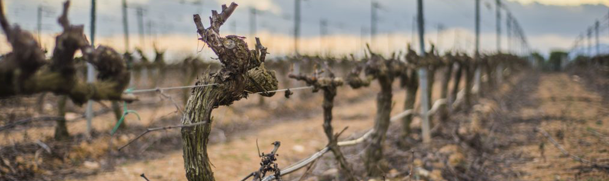 Smoke, drought and heat – Climate chaos impacts fine wine market | Cult ...
