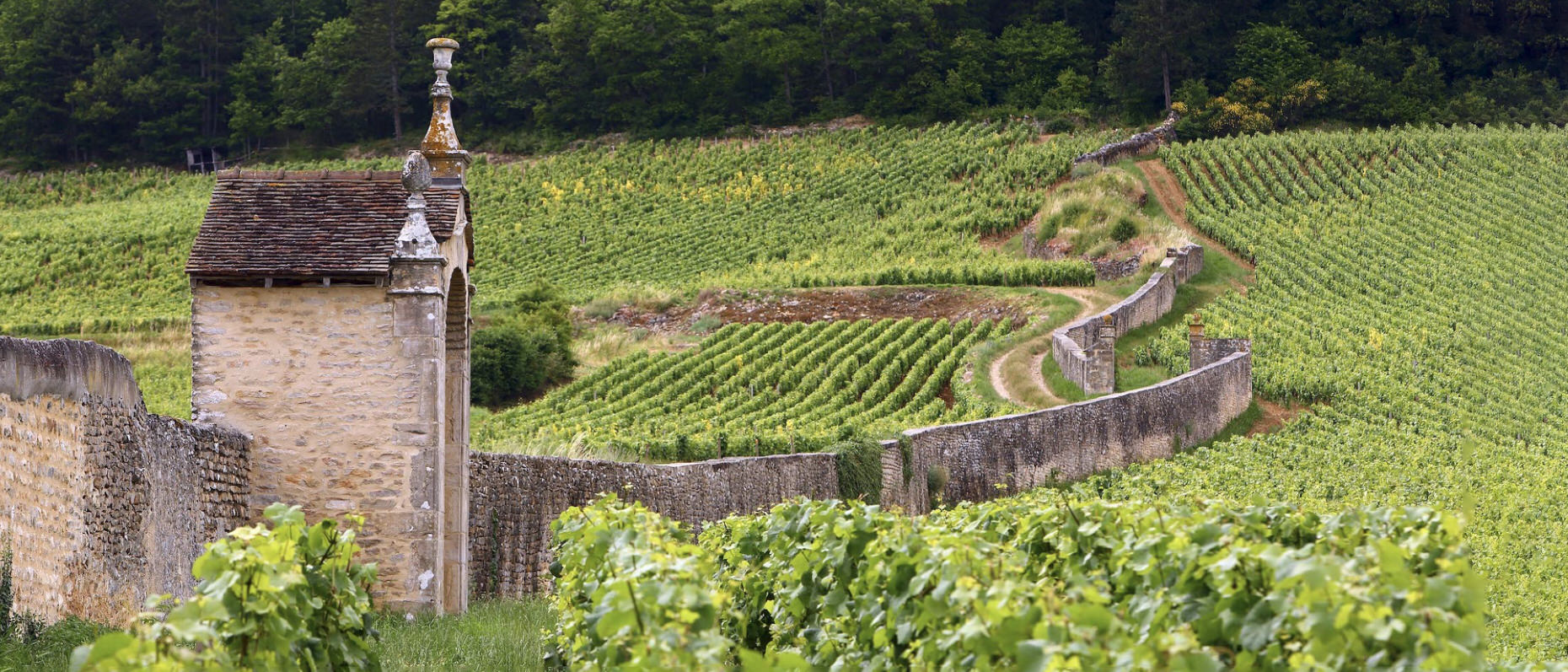 Domaine Armand Rousseau | Burgundy | Wine Academy | Cult Wines