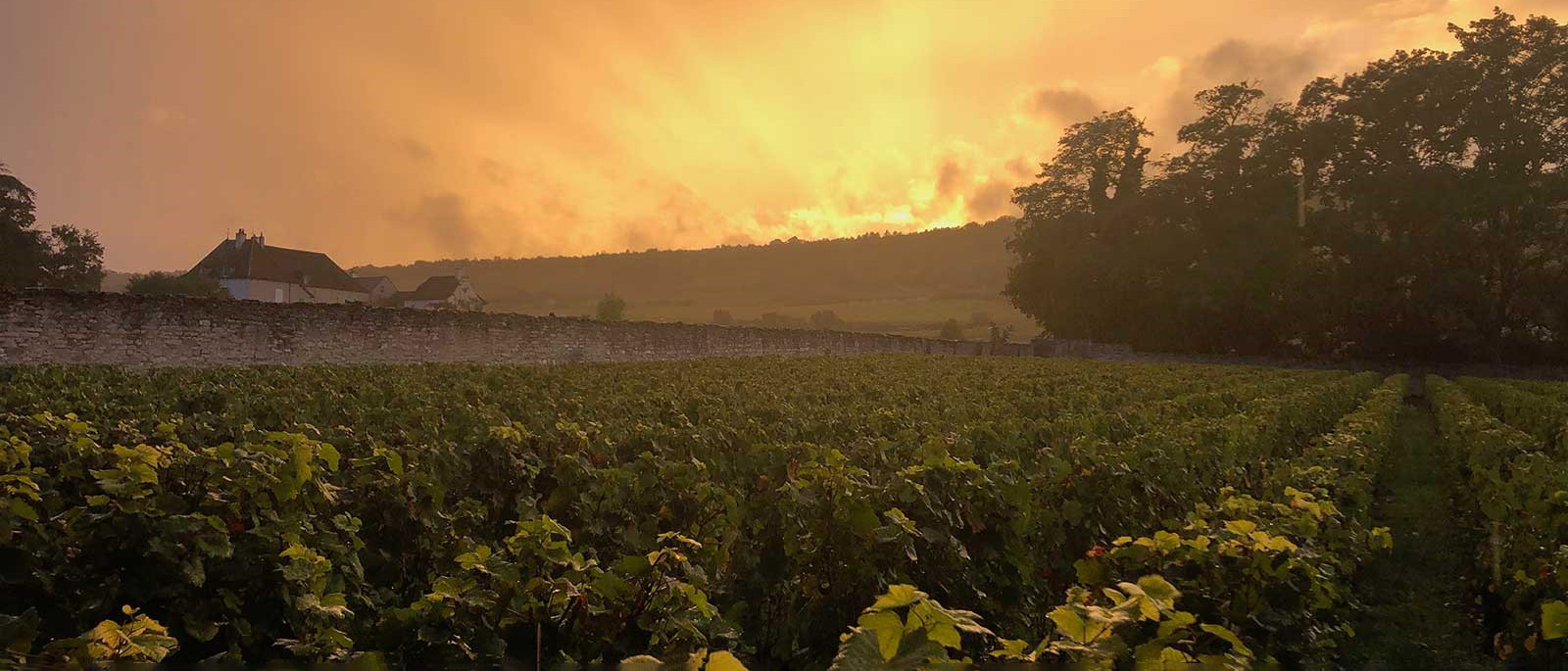 Domaine Dujac | Burgundy | Wine Academy | Cult Wines