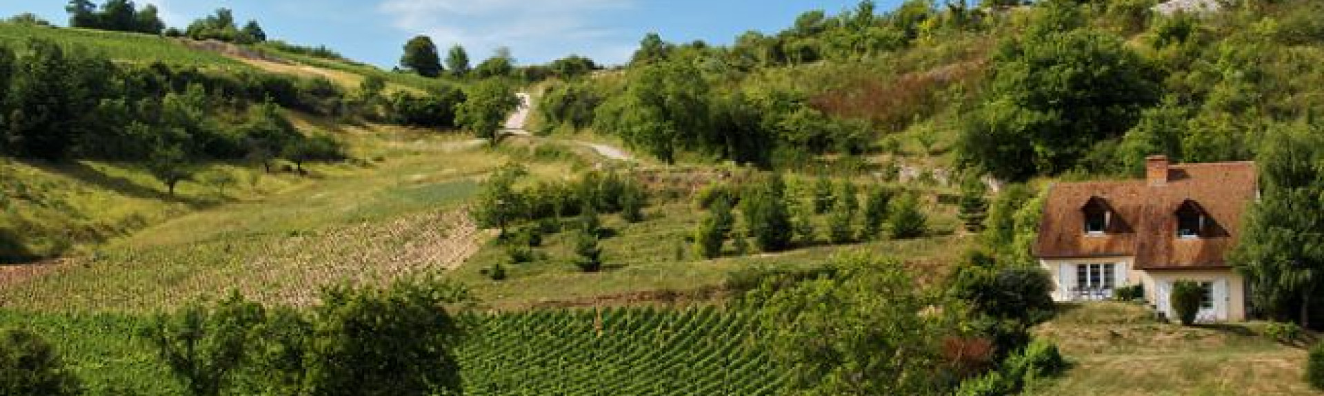 HDH ‘Celebration of Burgundy’ sale smashes record by $1.5m | Cult Wines