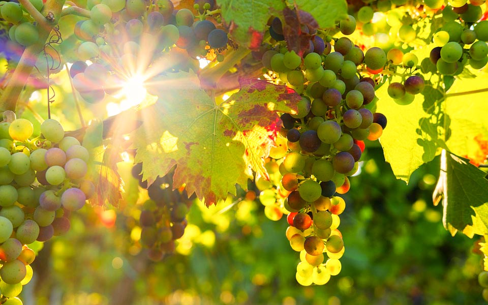 What Does The Heatwave Mean For Winemaking Cult Wines what-does-the-heatwave-mean-for-winemaking-cult-wines