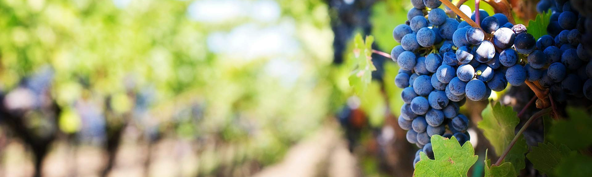 Top tips for making the most of a winery tour | Cult Wines